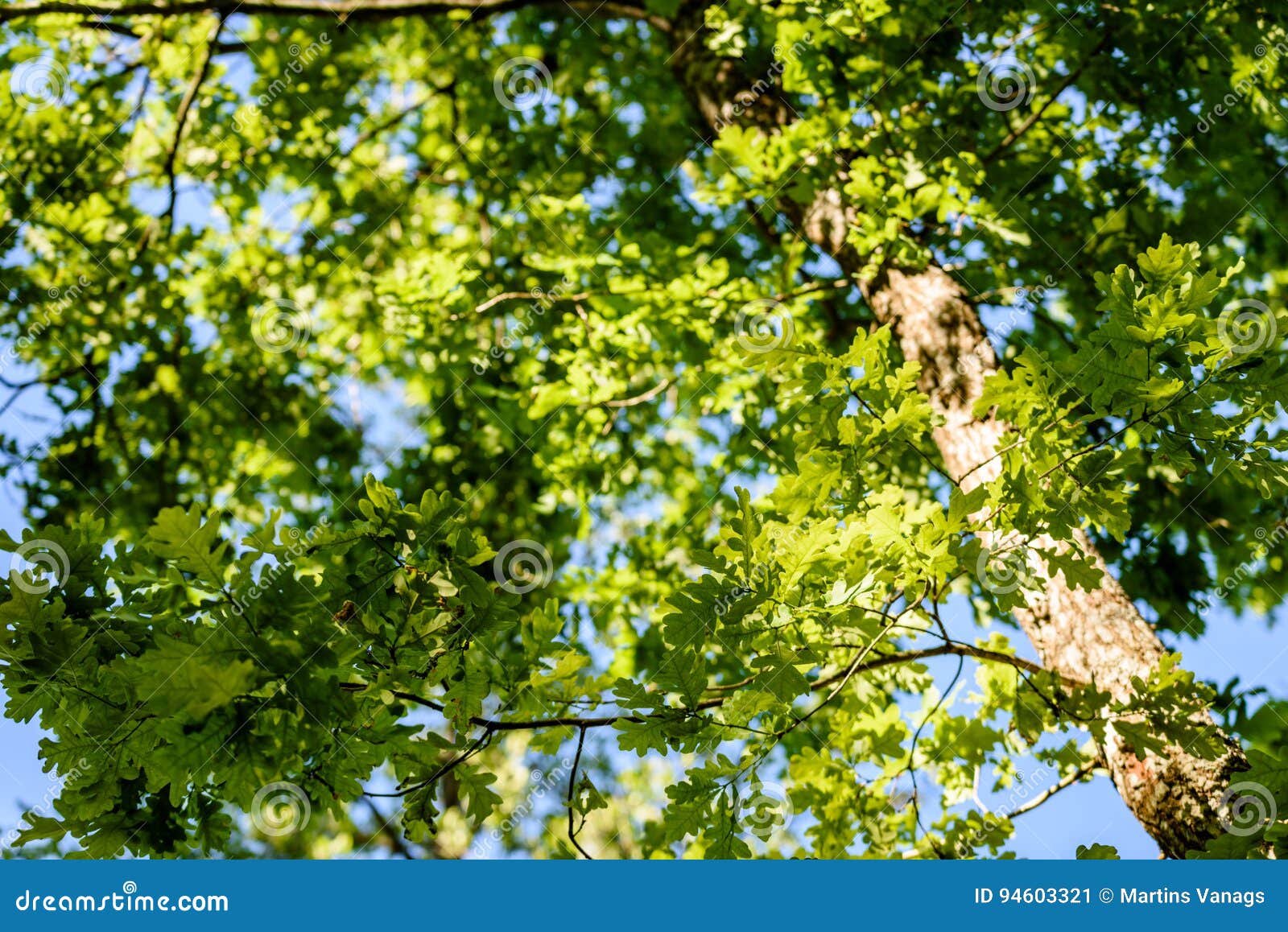 Oak Tree Leaves in Early Summer Stock Image - Image of environment ...