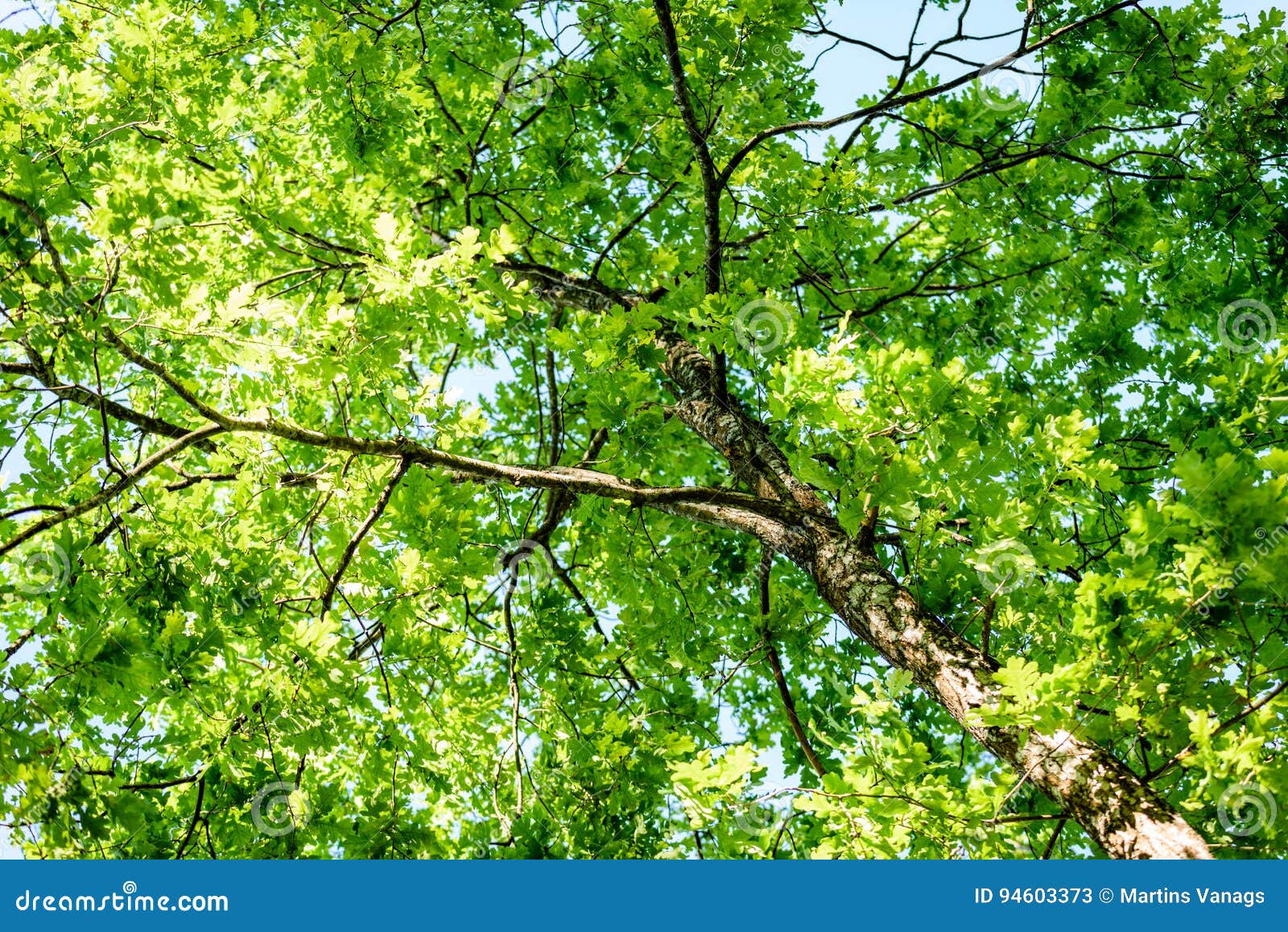 Oak Tree Leaves in Early Summer Stock Image - Image of landscape, dawn ...