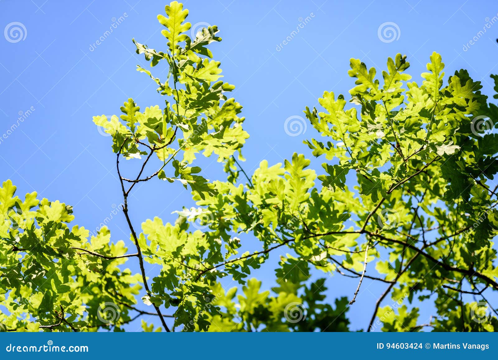 Oak Tree Leaves in Early Summer Stock Photo - Image of coniferous ...