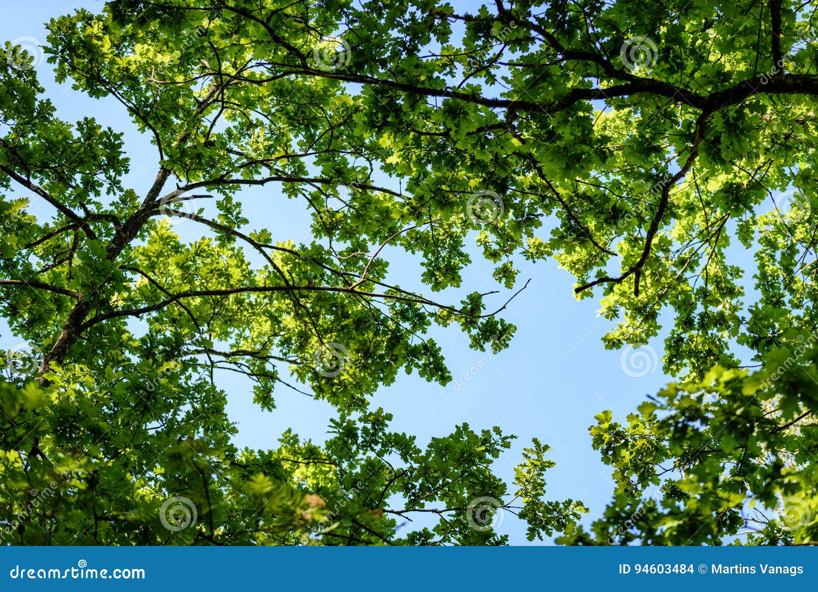 Oak Tree Leaves in Early Summer Stock Photo - Image of daybreak ...