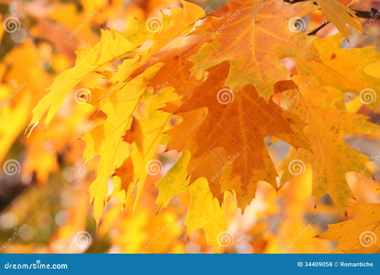 Oak tree leaves at fall stock photo. Image of tree, yellow - 34409058