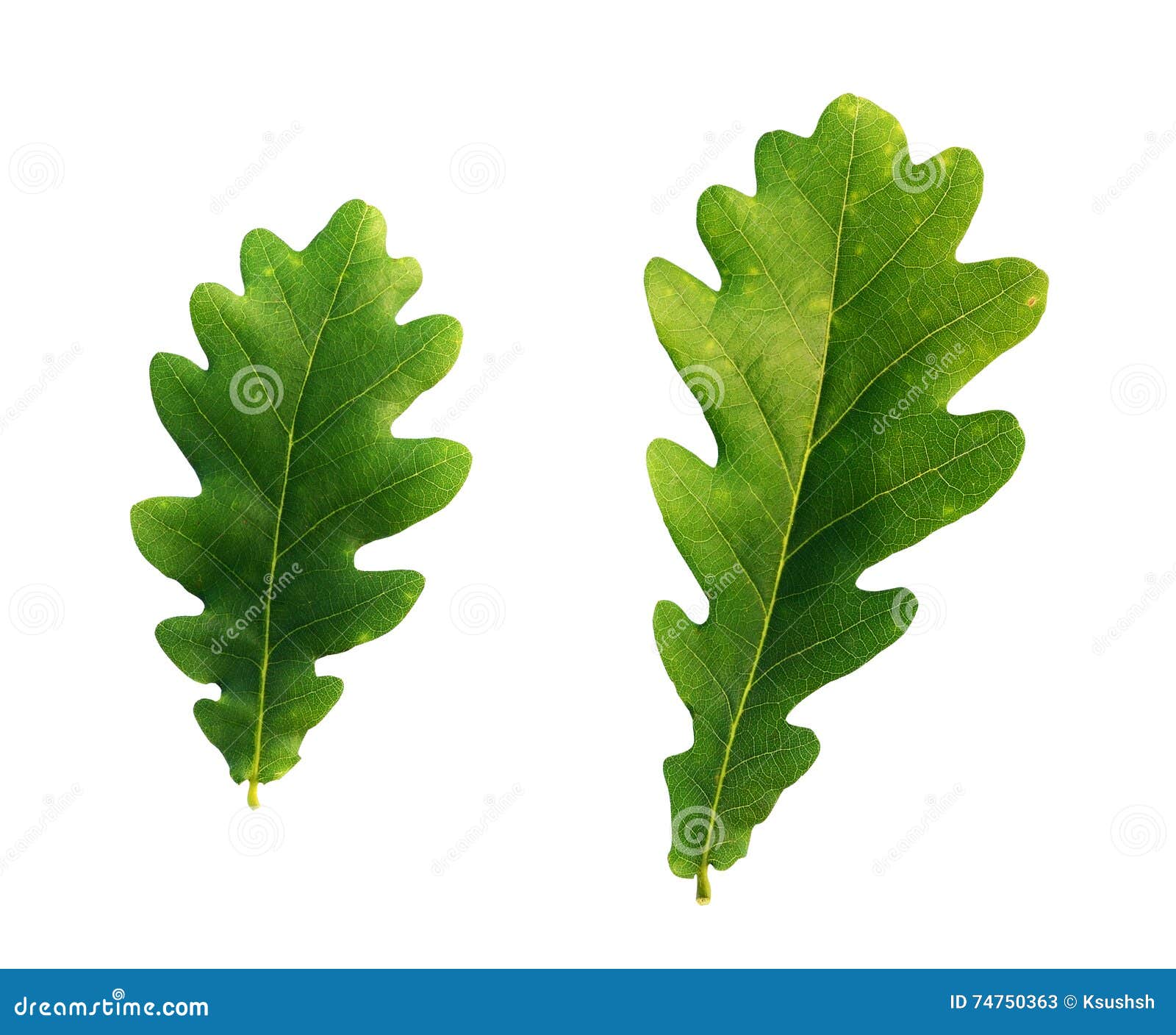 White Oak Tree Leaves