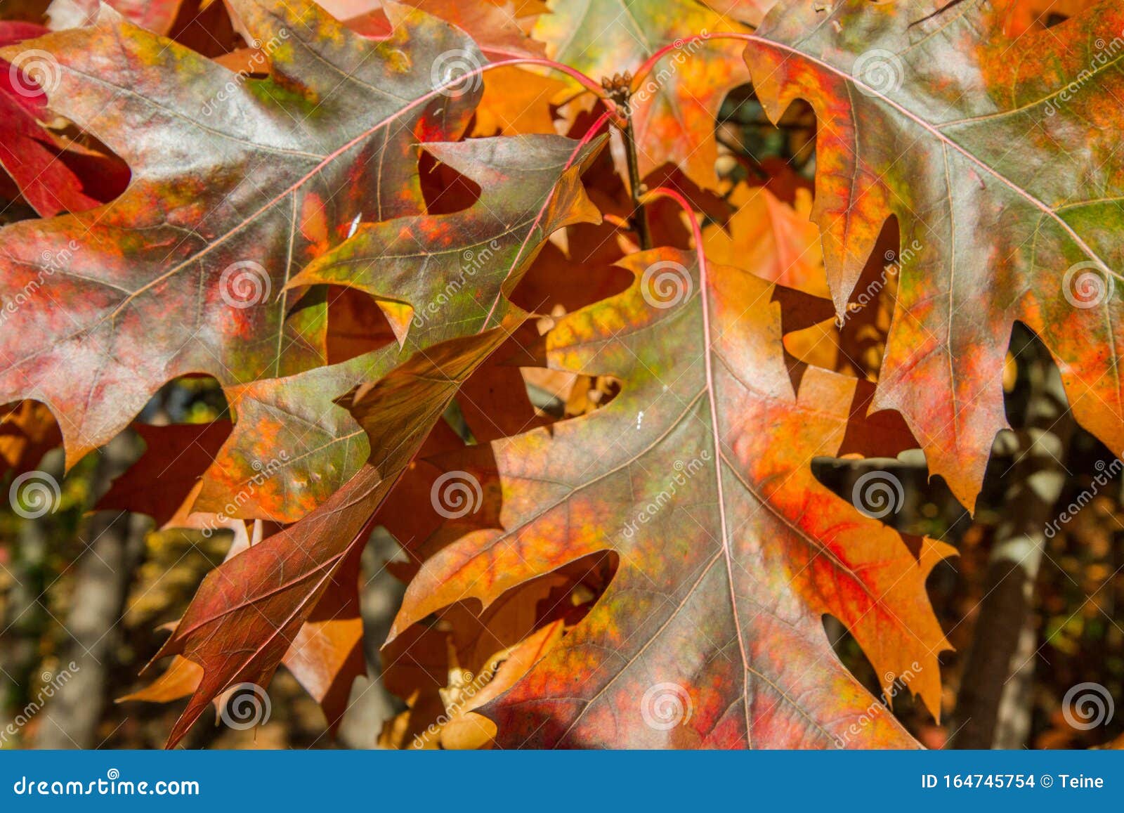 Oak tree leaves stock photo. Image of autumn, colorful - 164745754