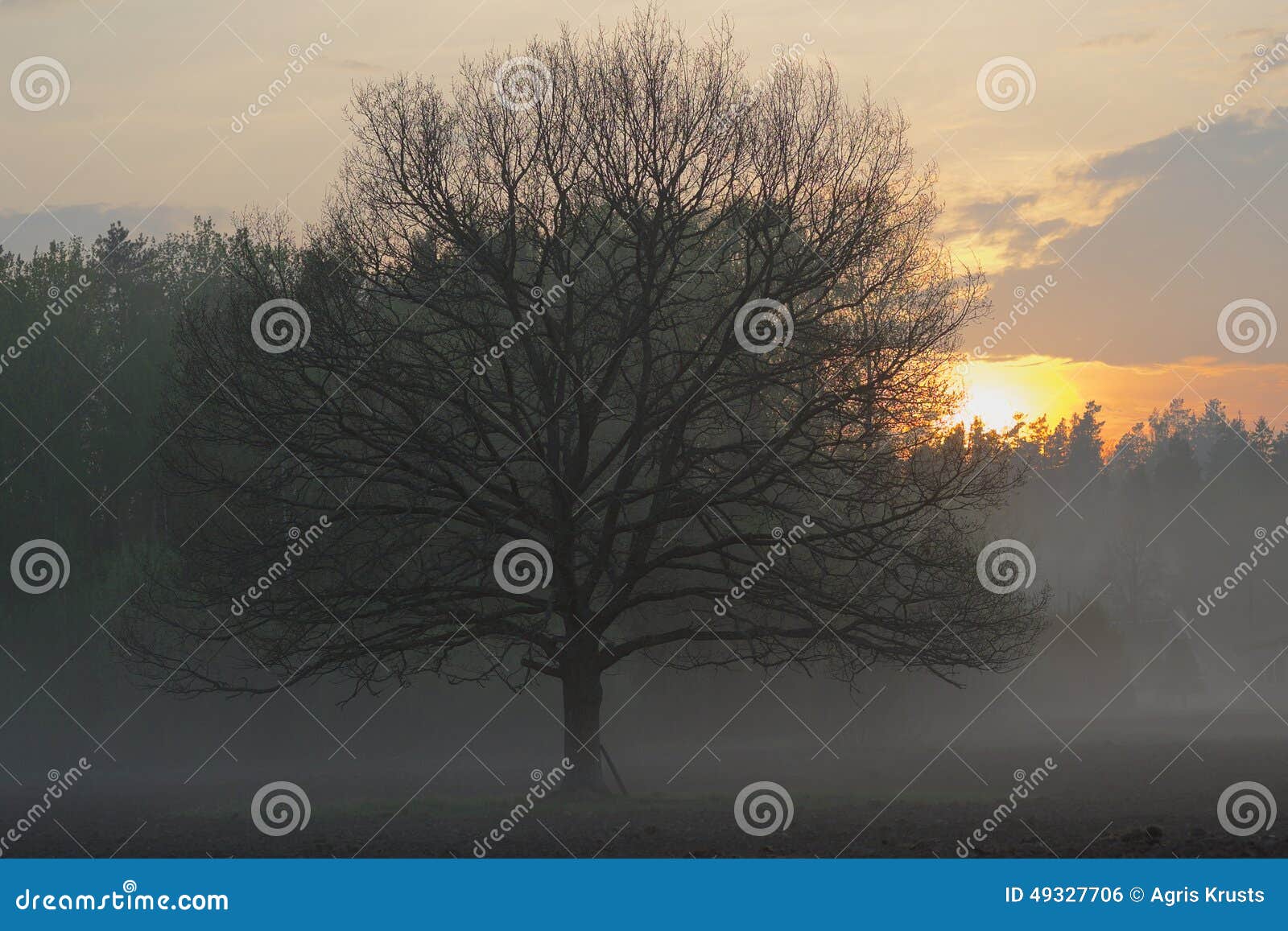 Oak tree stock photo. Image of eastern, tree, spring - 49327706