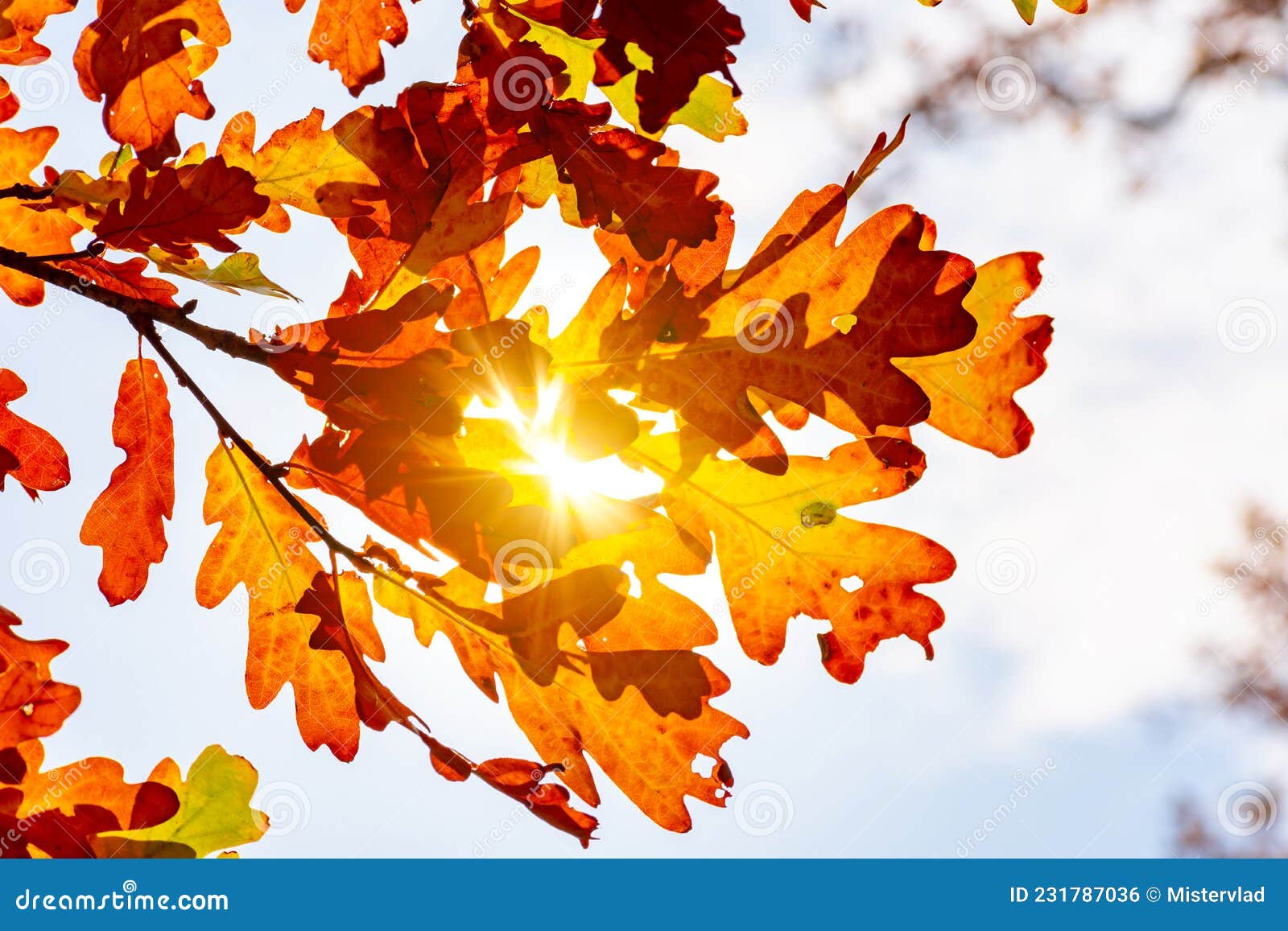 Oak Tree Leaves Under Evening Sun in Autumn Stock Photo - Image of ...