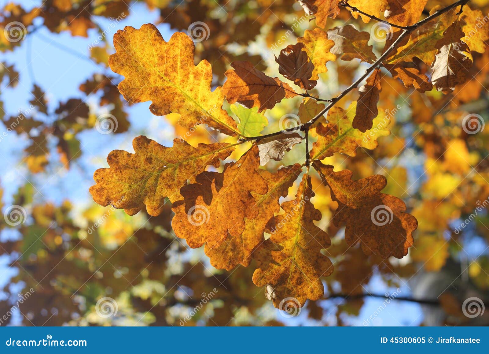Oak-tree leaves stock image. Image of leaf, foliage, trees - 45300605