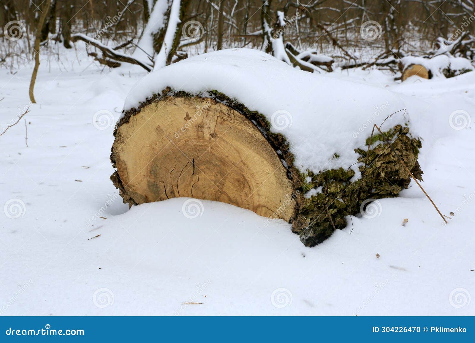 Oak tree log under snow stock photo. Image of outdoor - 304226470