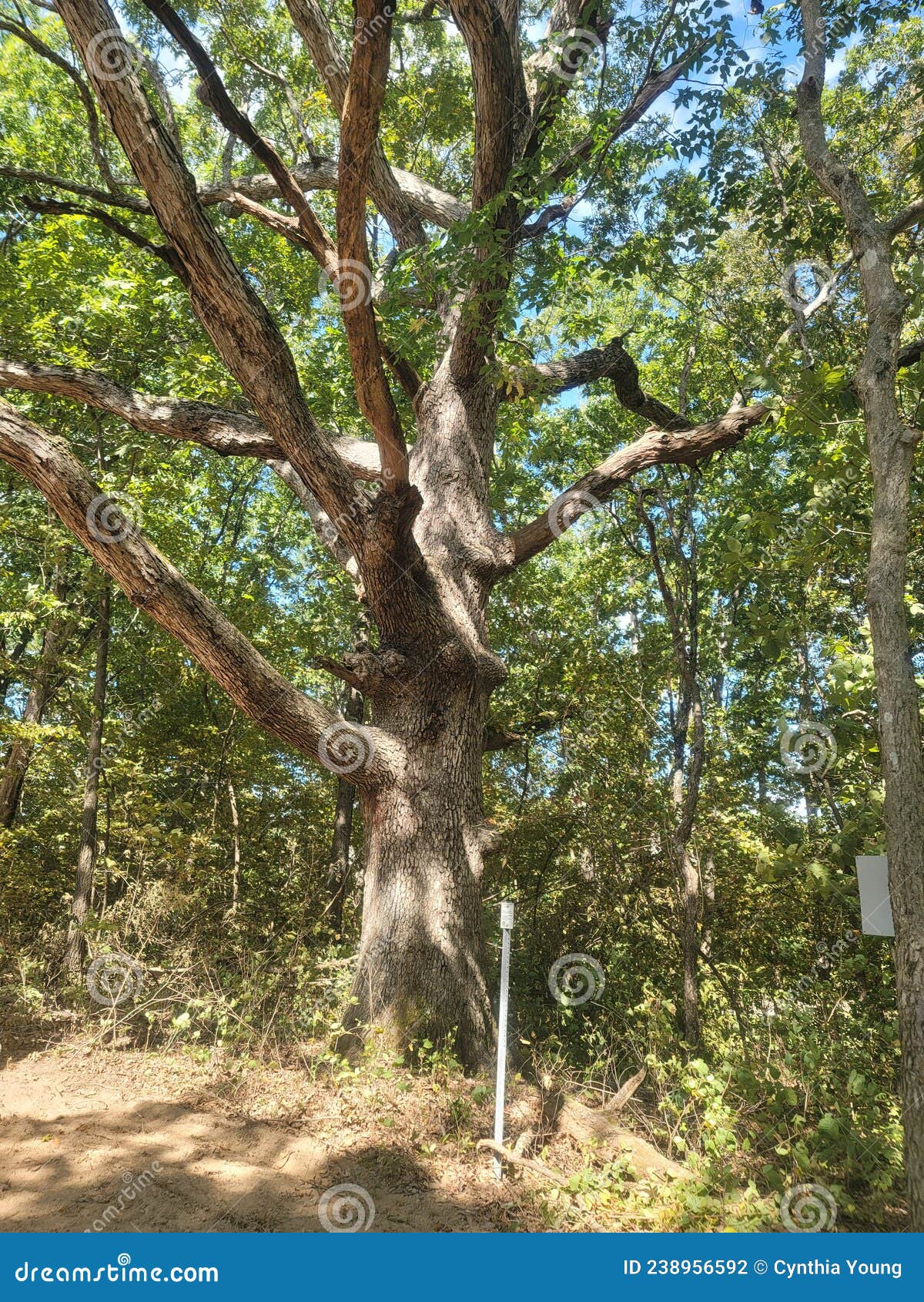 Oak Tree Love stock photo. Image of plant, grove, jungle - 238956592