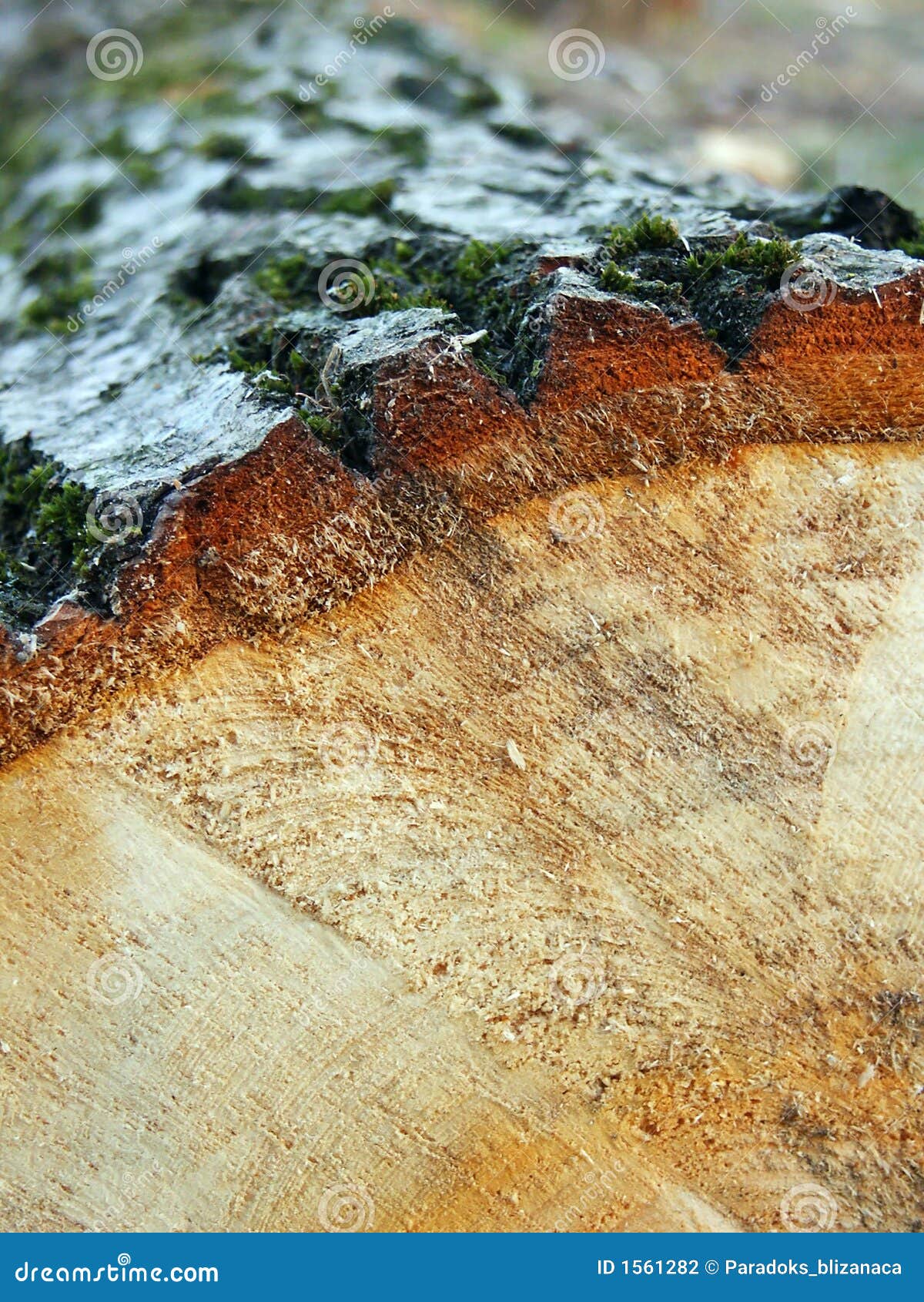 Oak tree lumber stock photo. Image of nature, heat, macro - 1561282