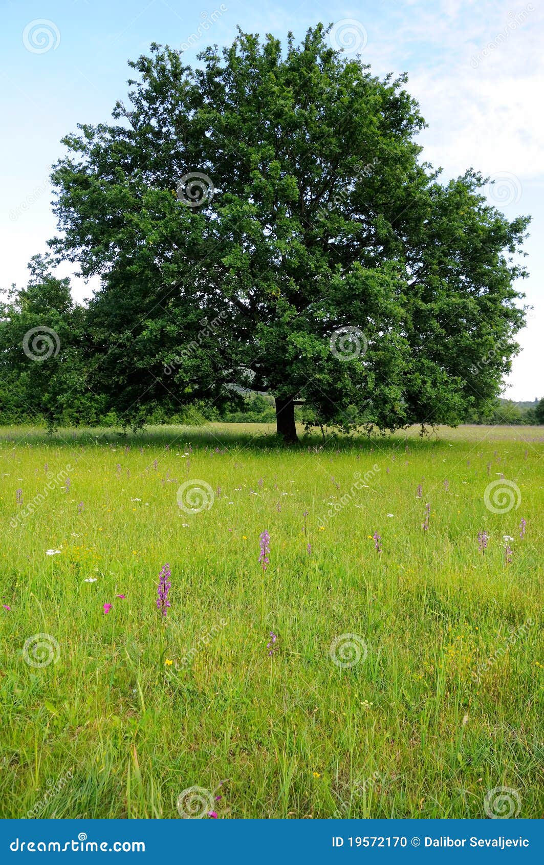 Oak tree in the meadow stock photo. Image of landscape - 19572170