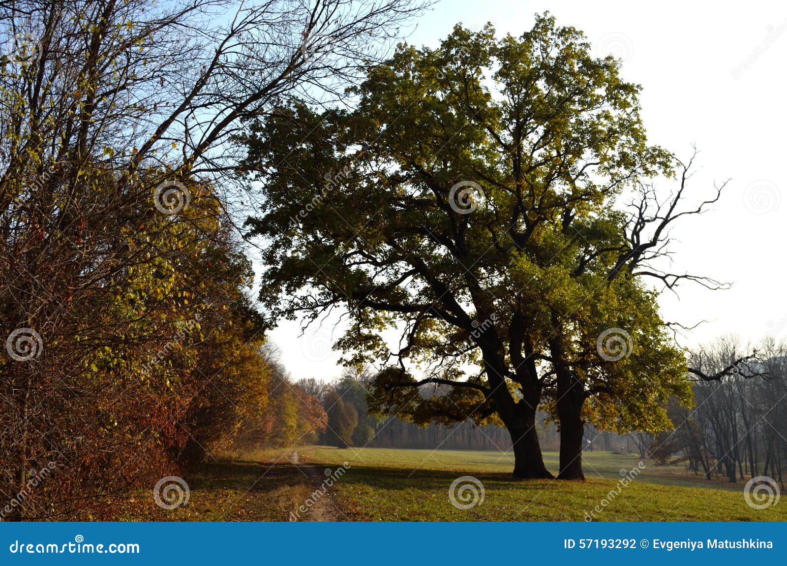 Oak tree in the meadow stock photo. Image of lawn, leaves - 57193292