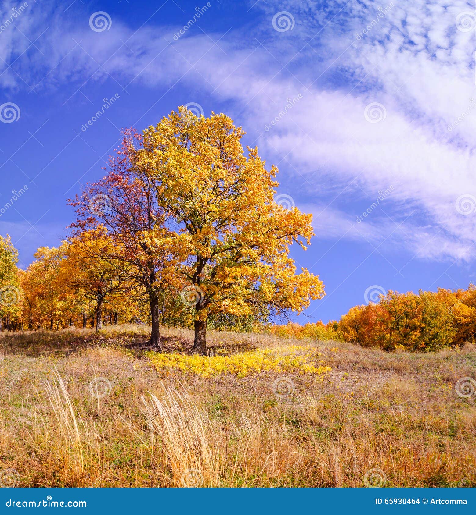 Oak Tree on a Meadow, Autumn Stock Photo - Image of branch, beauty ...