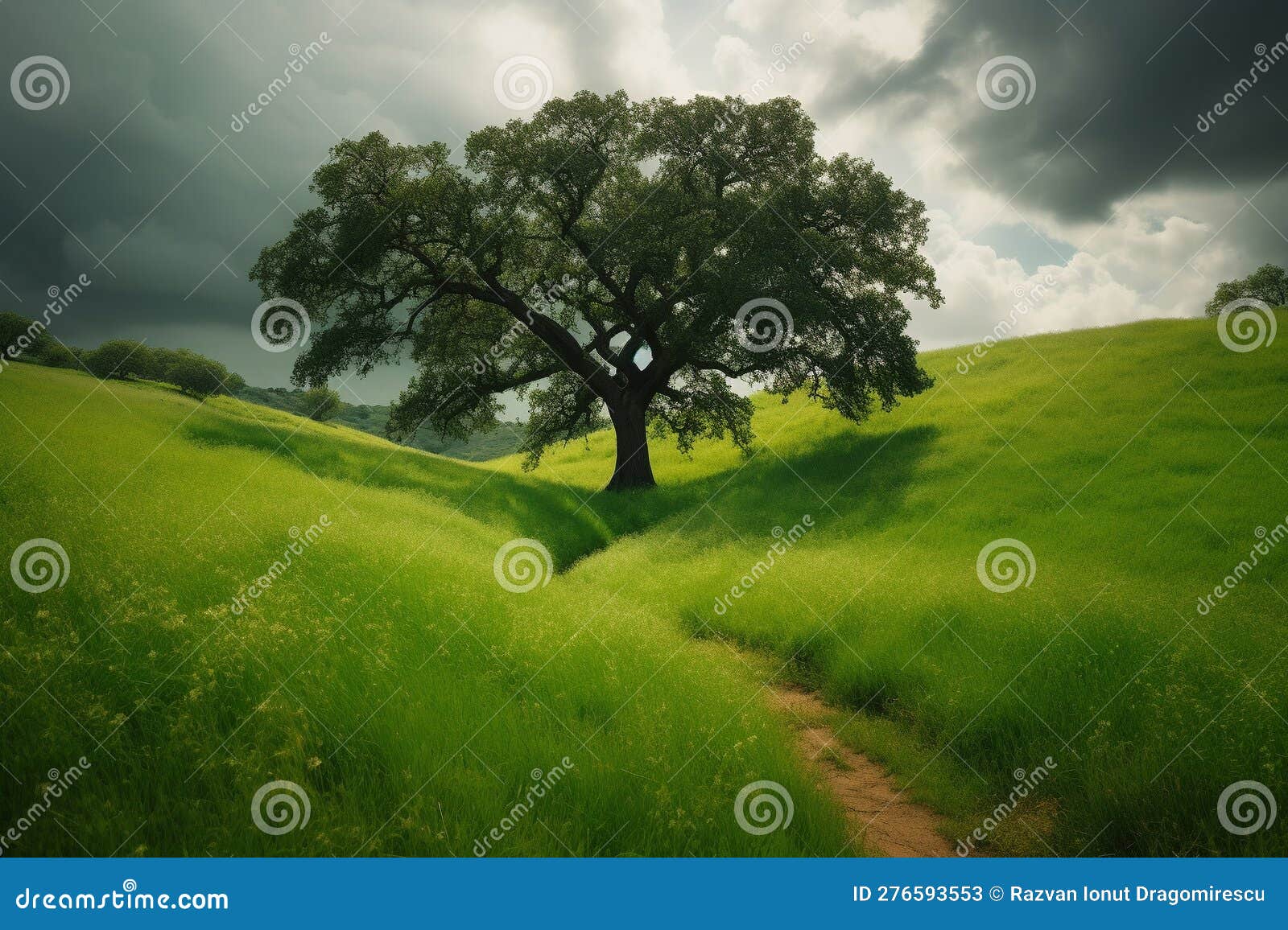 Oak Tree in Meadow. Calming Landscape of a Meadow with an Oak Tree in ...