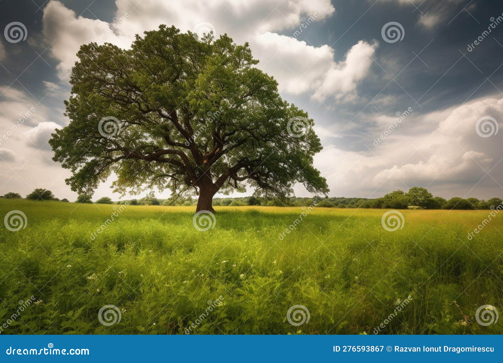 Oak Tree in Meadow. Calming Landscape of a Meadow with an Oak Tree in ...