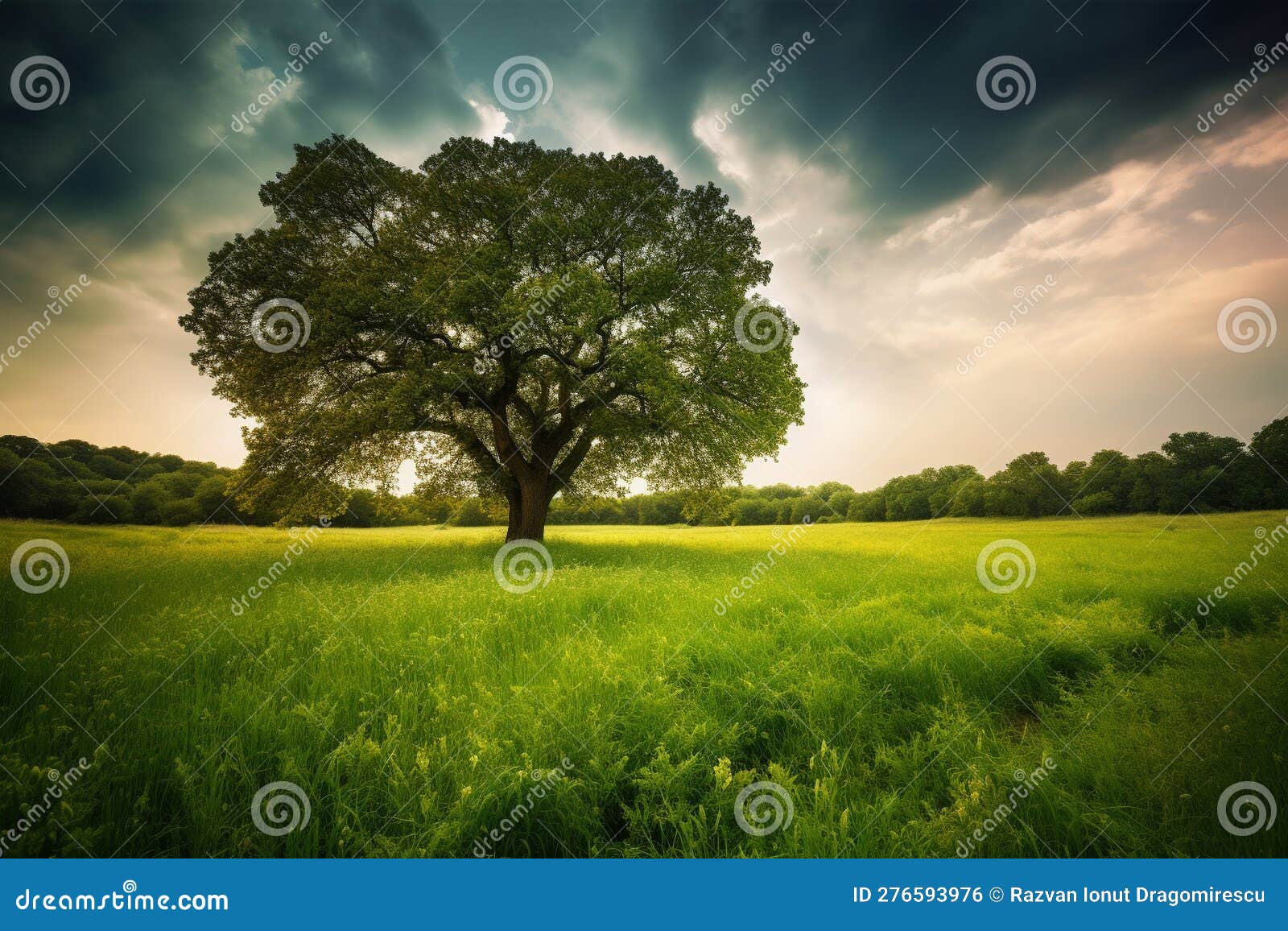 Oak Tree in Meadow. Calming Landscape of a Meadow with an Oak Tree in ...