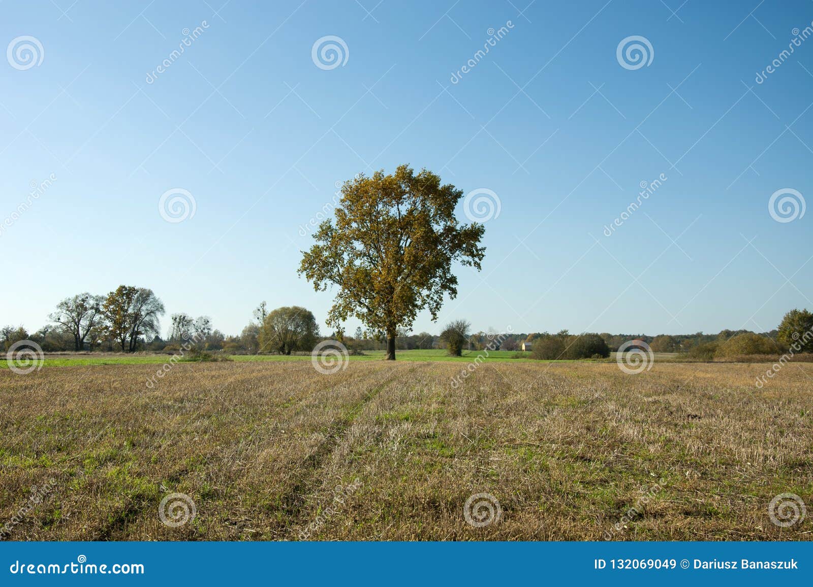 Oak tree on the meadow stock image. Image of season - 132069049