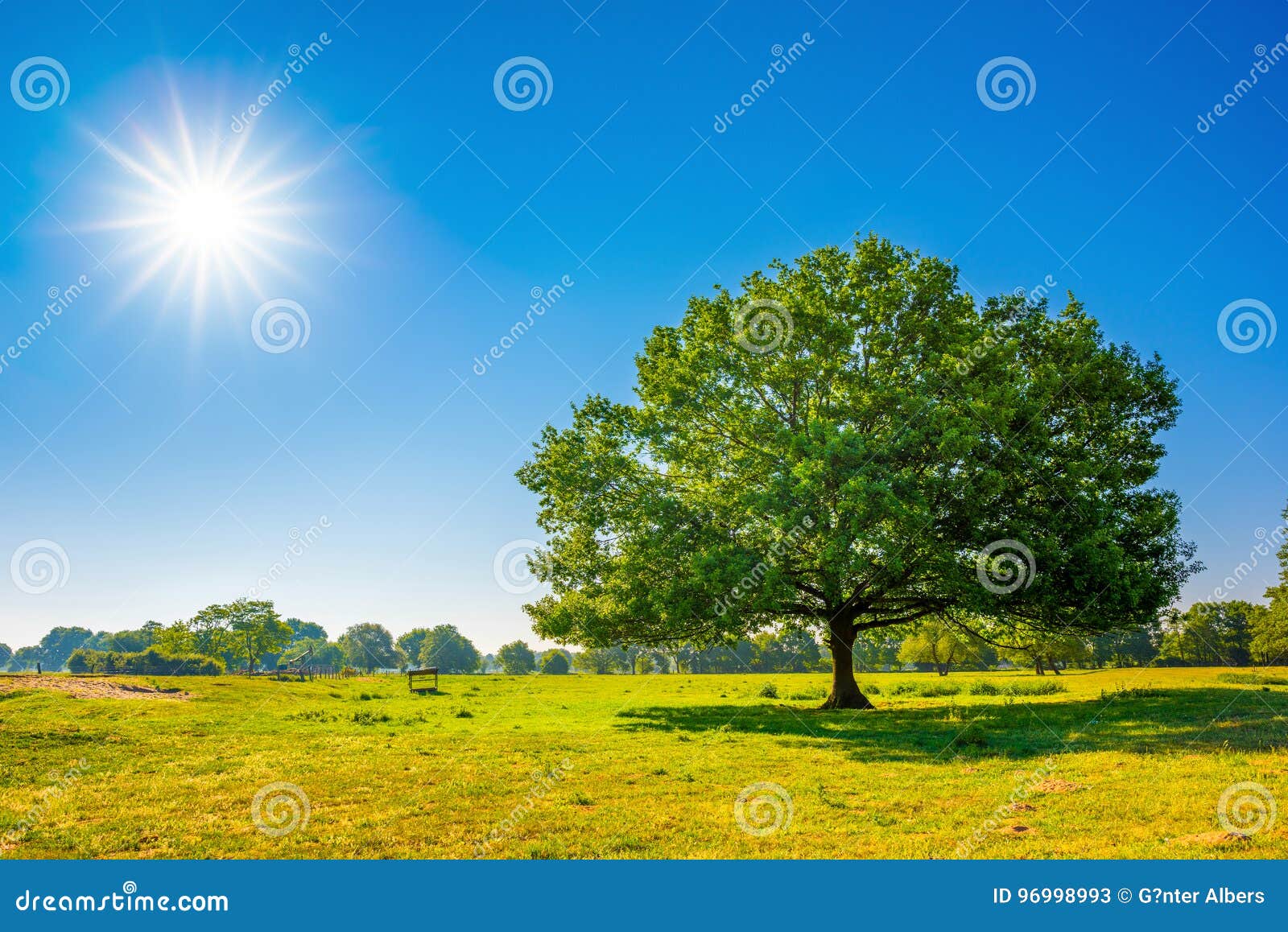Oak tree in a meadow stock image. Image of group, cluster - 96998993