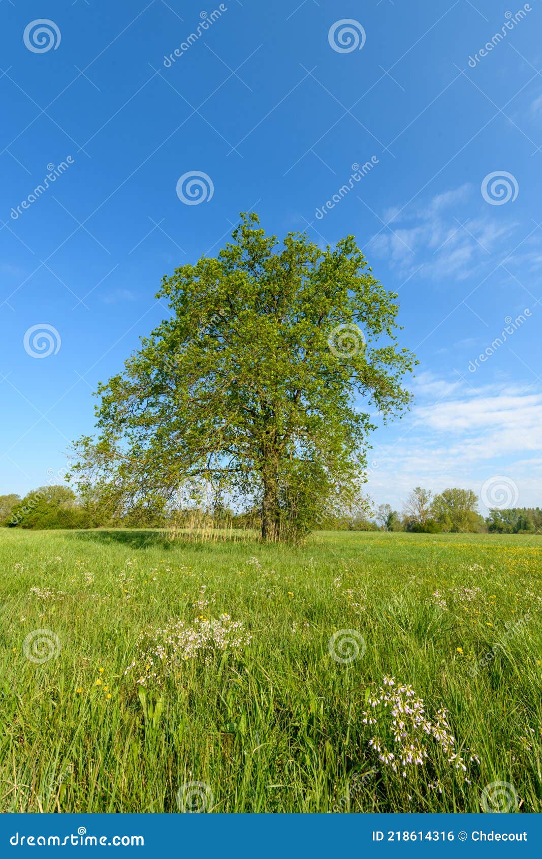 Oak Tree in a Meadow in Spring in a Light Green Landscape Stock Photo ...