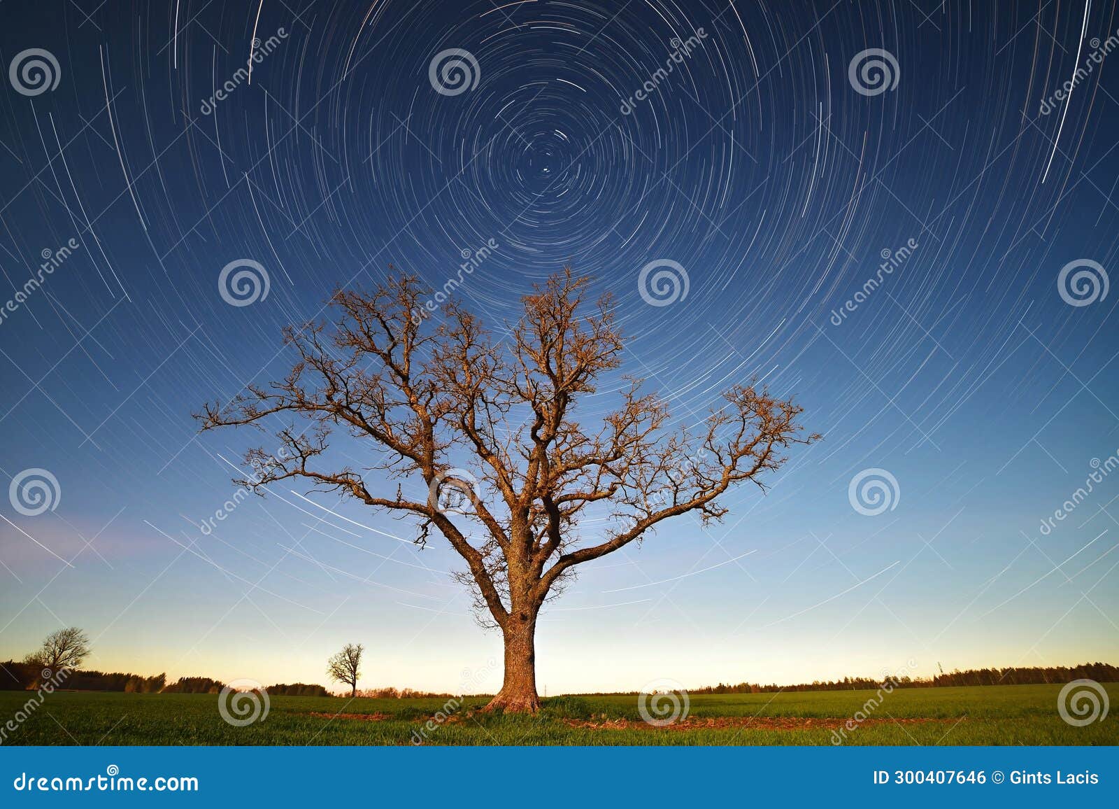 An Oak Tree in the Middle of a Field on a Full Moon Night. Star Trails ...