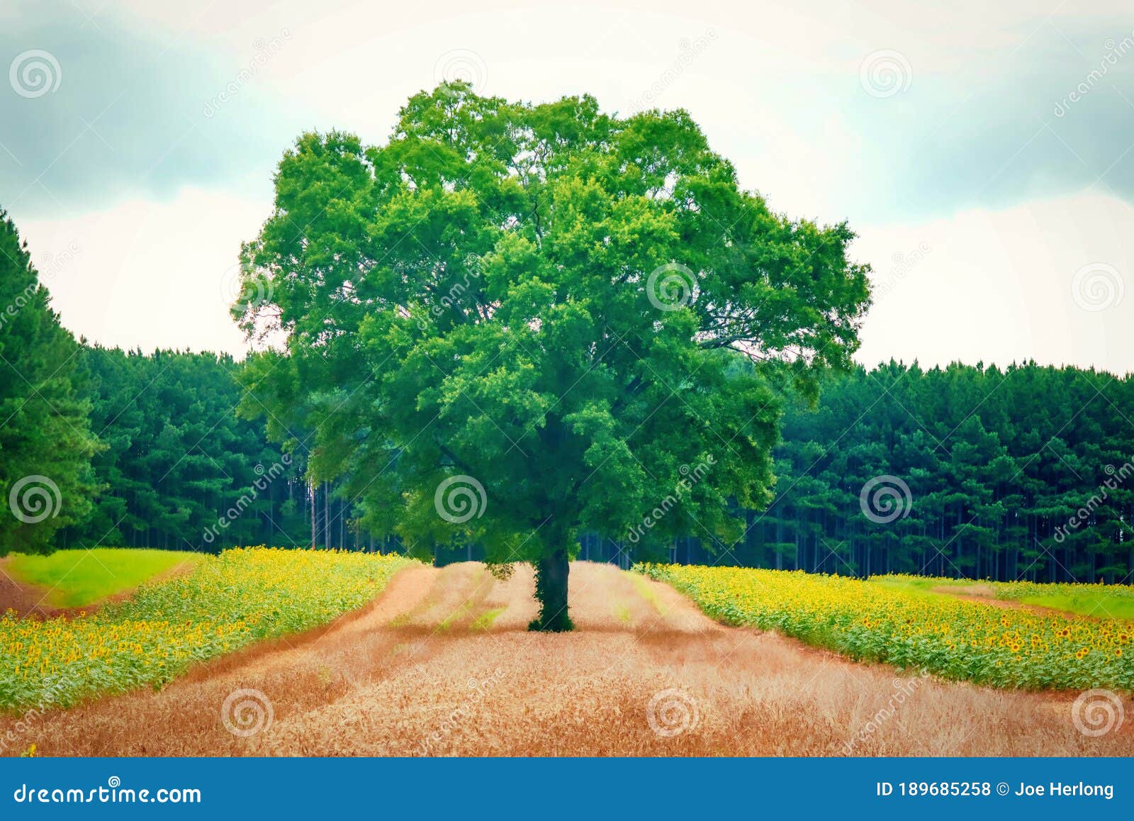An Oak Tree in the Middle of a Field. Stock Photo - Image of rock ...