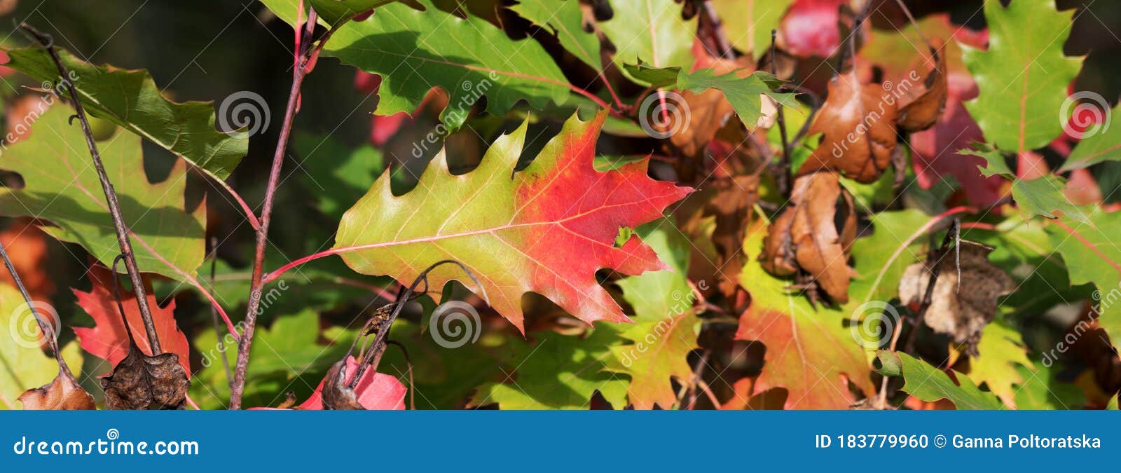 Oak Tree with Multicolor Leaves in Autumn Forest Stock Photo - Image of ...