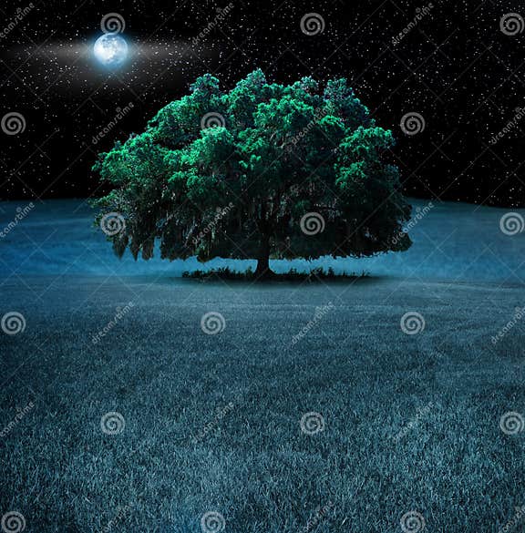 Oak tree at night stock photo. Image of night, acreage - 5587916
