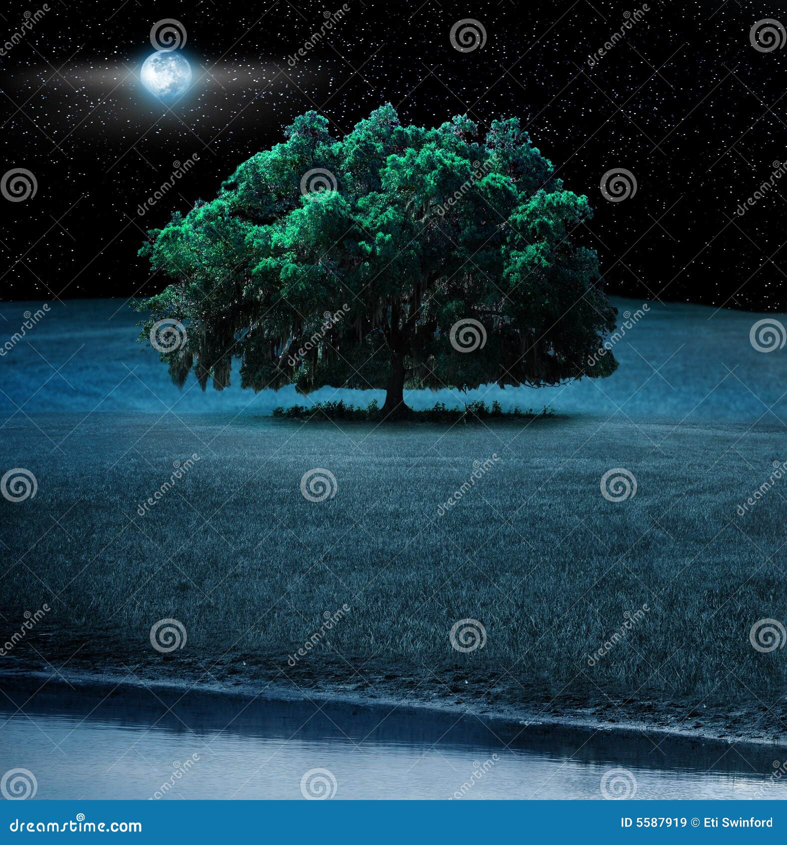 Oak tree at night stock image. Image of grass, dark, farm - 5587919