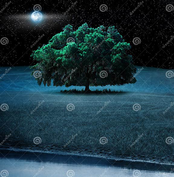 Oak tree at night stock image. Image of grass, dark, farm - 5587919