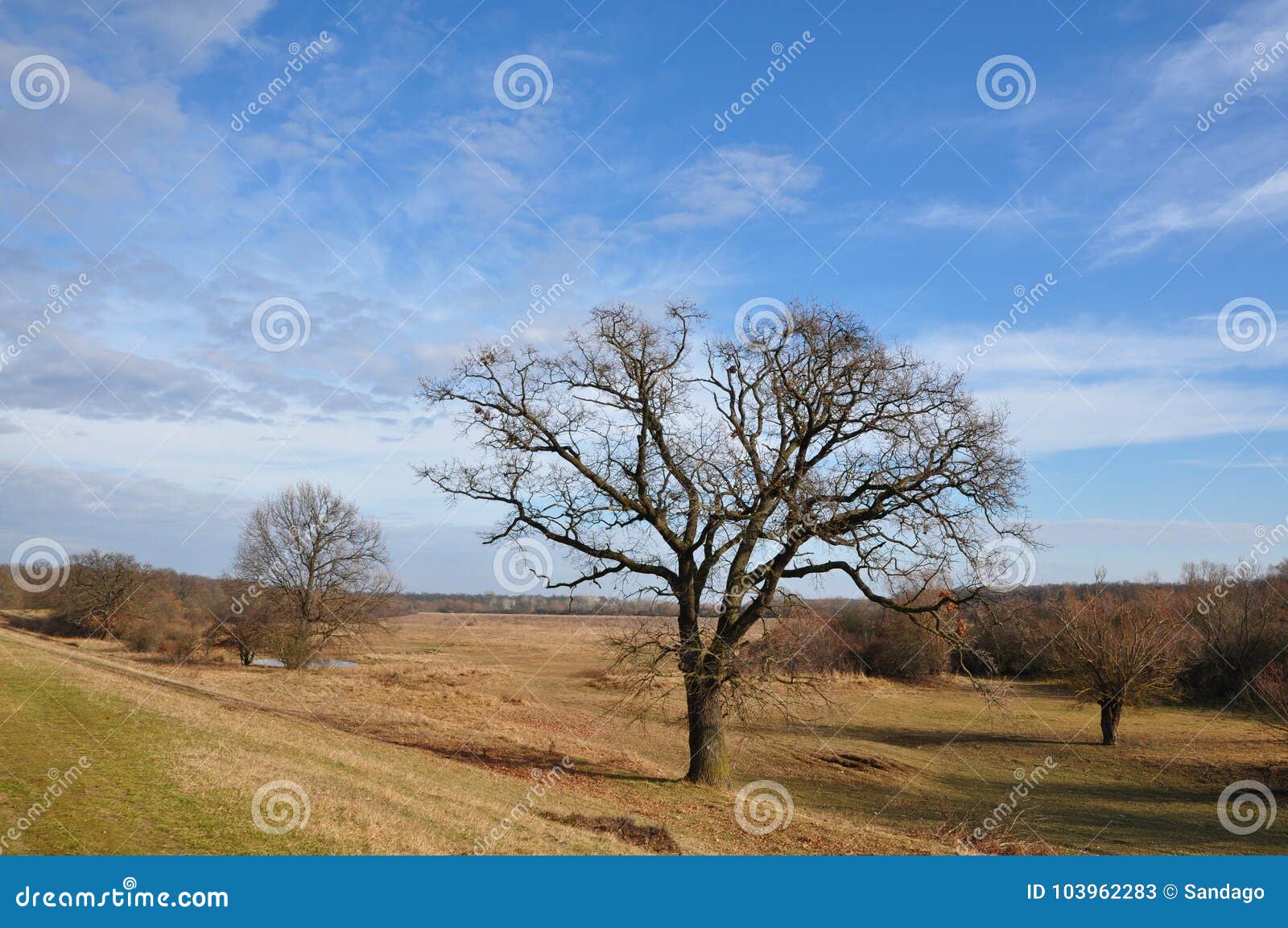 Oak tree with no leaf stock image. Image of alone, autumn - 103962283