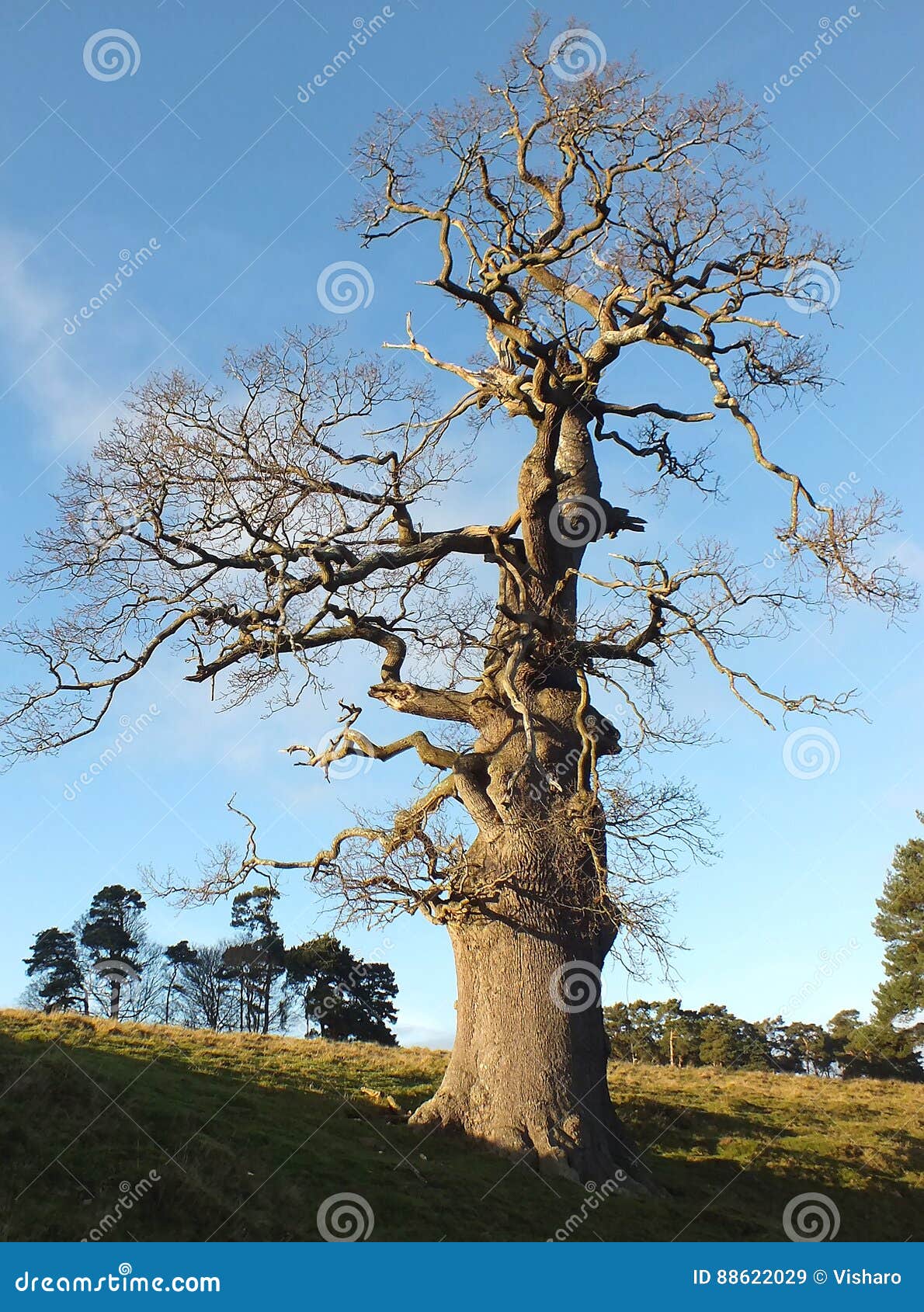 Oak Tree stock image. Image of bare, england, nature - 88622029