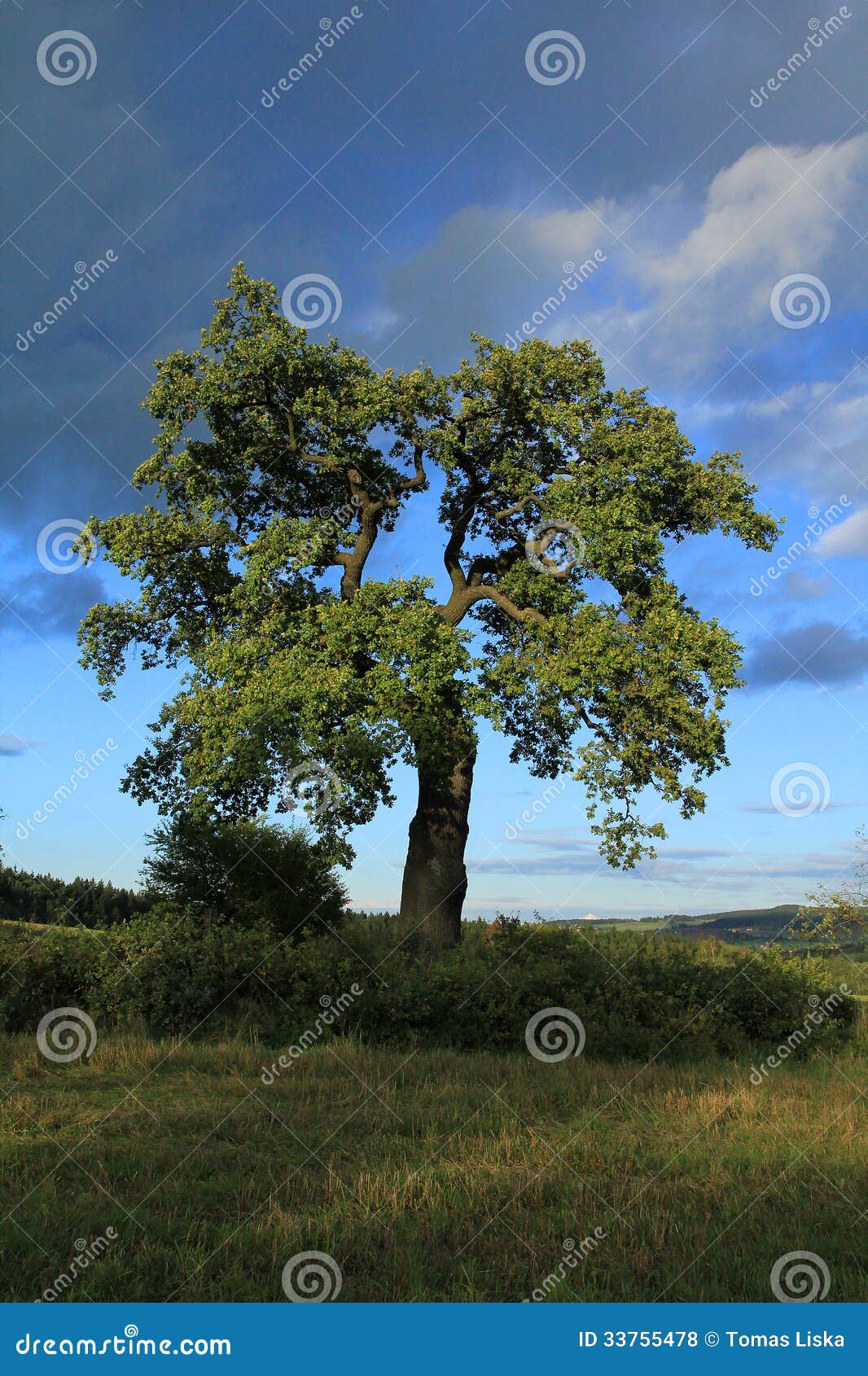 Oak tree stock photo. Image of green, growth, dramatic - 33755478