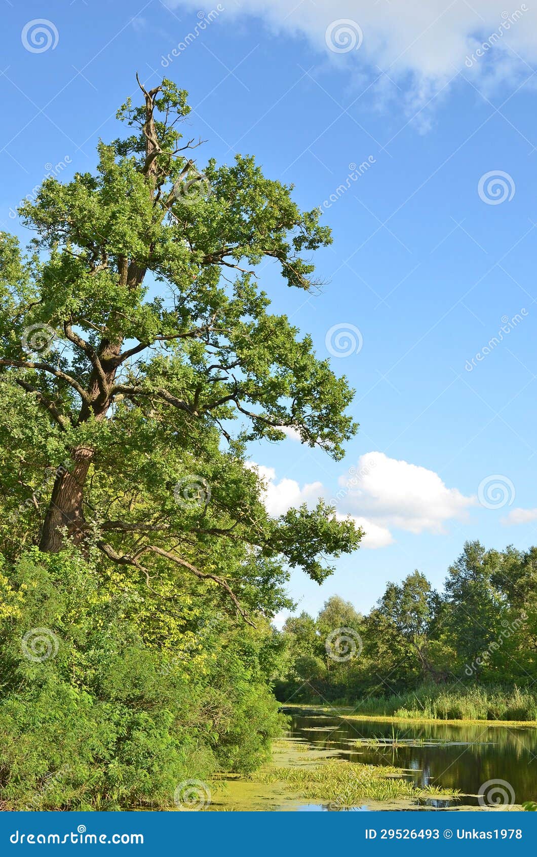 Oak tree over lake stock image. Image of birch, april - 29526493