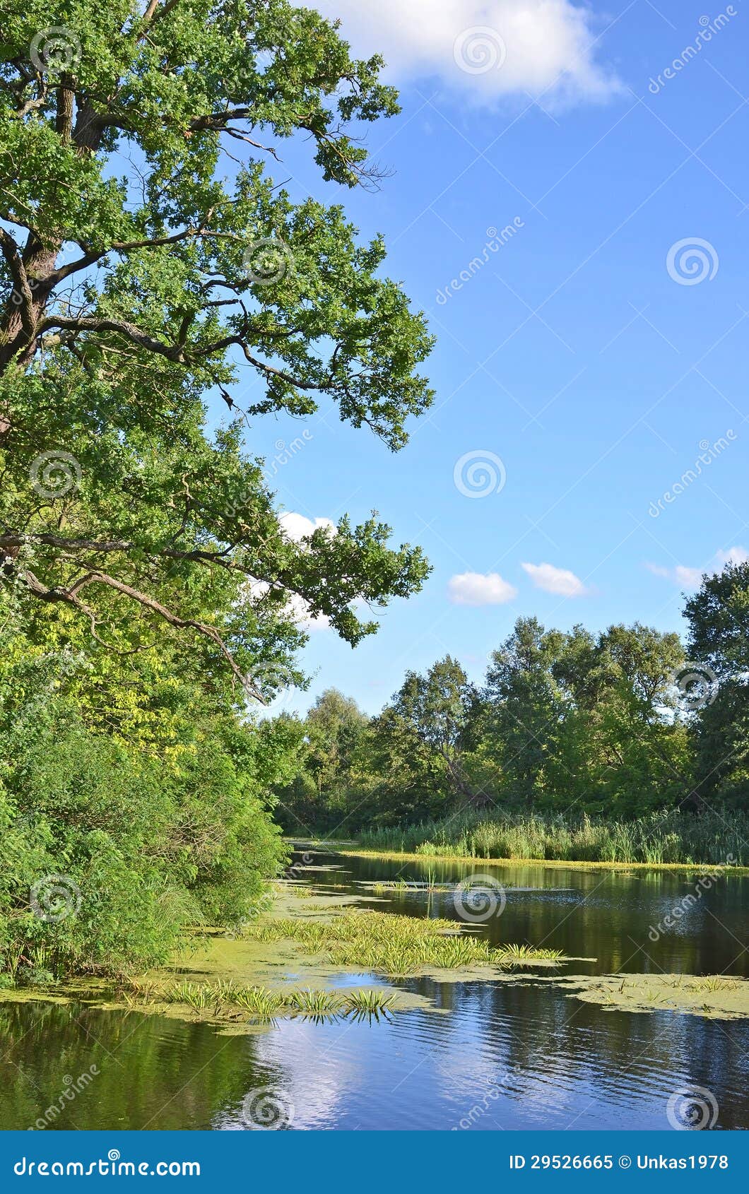 Oak tree over lake stock image. Image of beauty, green - 29526665