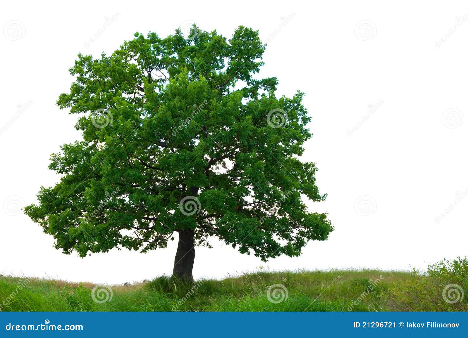 Oak Tree Over White Background Stock Image - Image of summer, natural ...