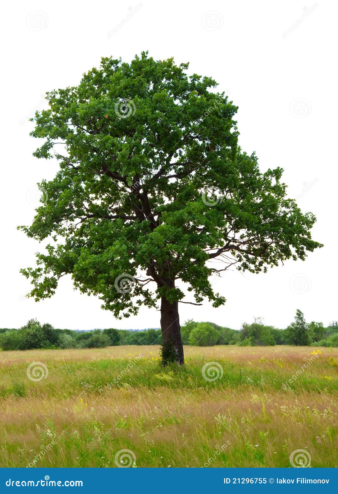 Oak Tree Over White Background Stock Image - Image of element, stem ...