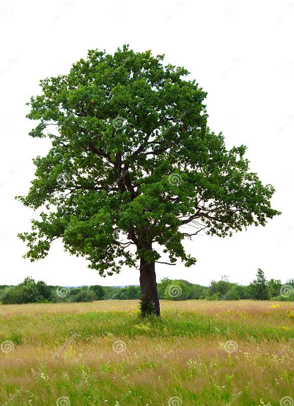 Oak Tree Over White Background Stock Image - Image of element, stem ...