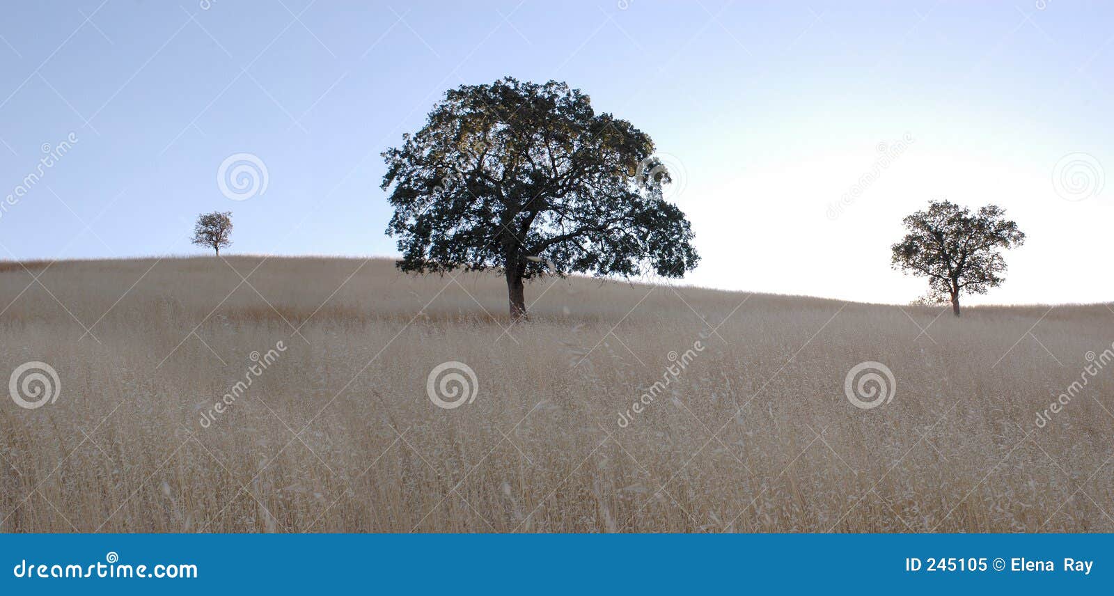 Oak Tree Panorama stock image. Image of individual, landscape - 245105