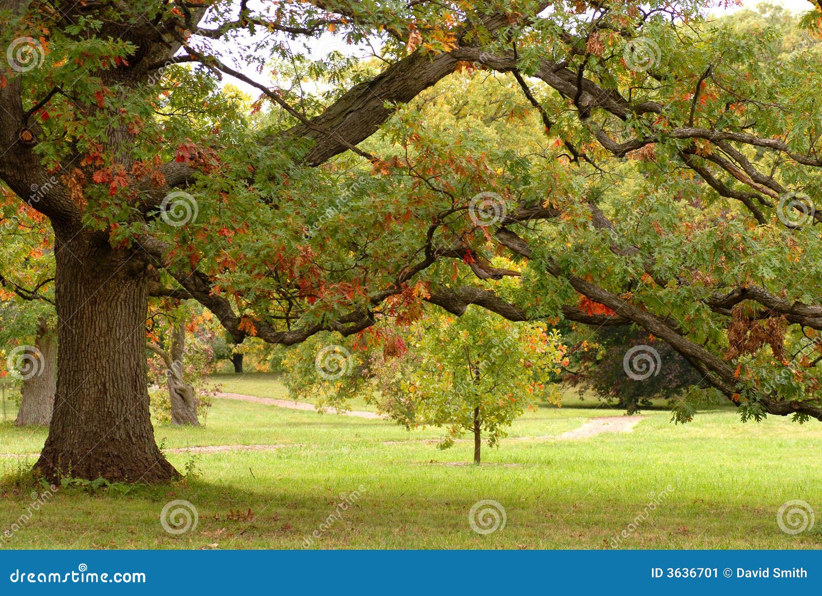 An oak tree in a park stock image. Image of leaves, fall - 3636701