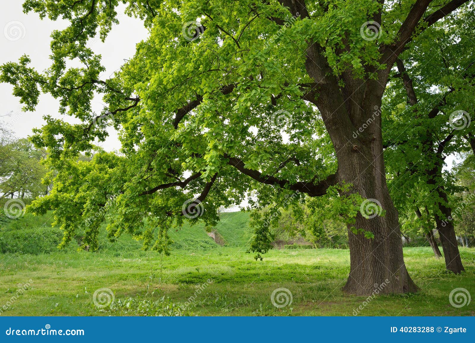 Oak Tree in Park stock photo. Image of daylight, foliage - 40283288