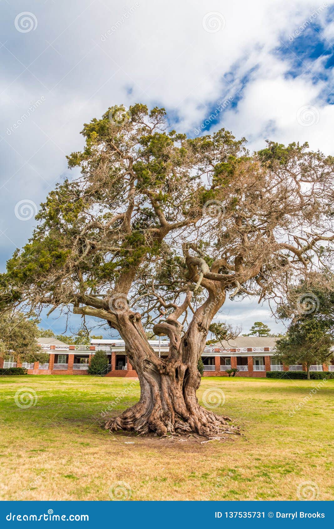 Oak Tree in Park stock image. Image of natural, bark - 137535731