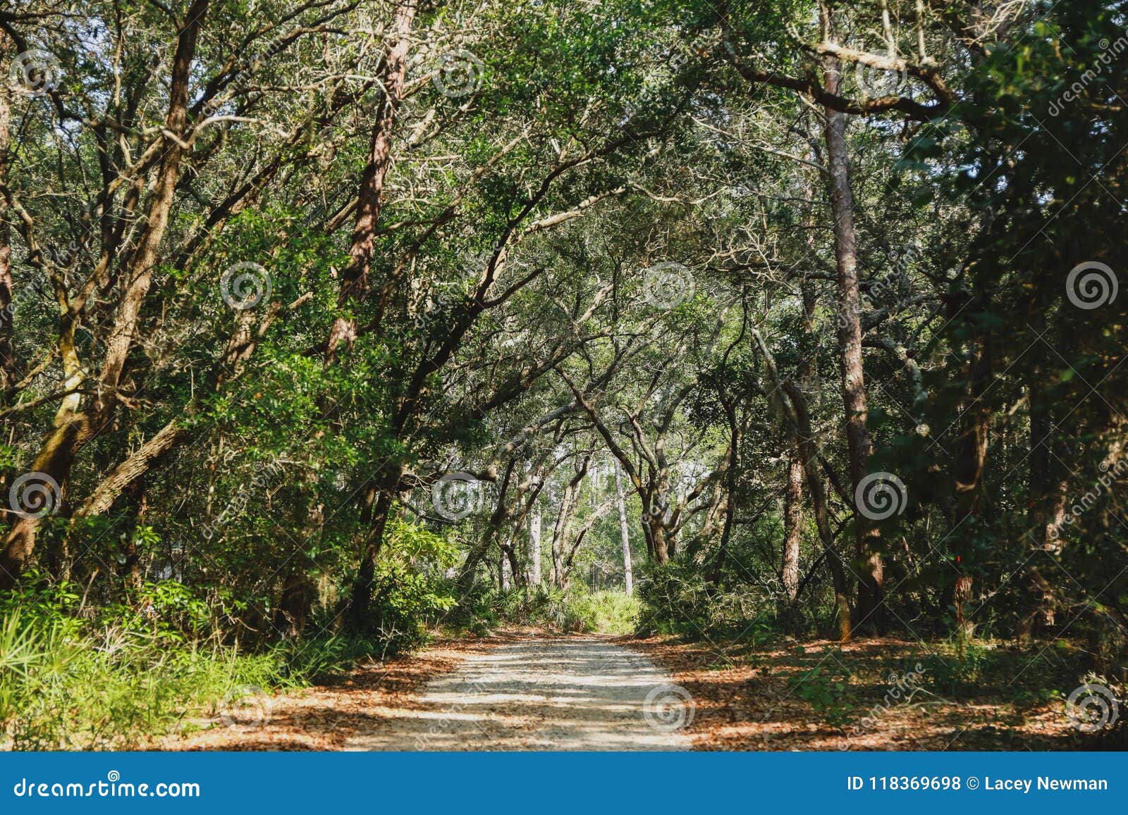 Oak trail stock photo. Image of nature, trail, landscape - 118369698