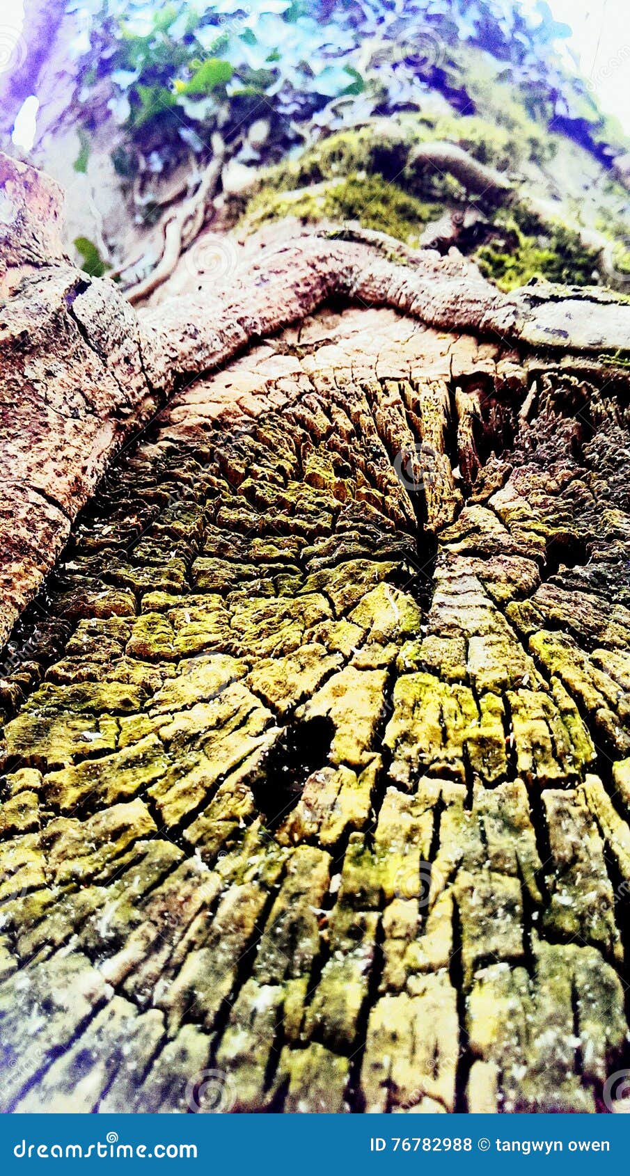 Oak tree stock photo. Image of branch, tree, patterns - 76782988