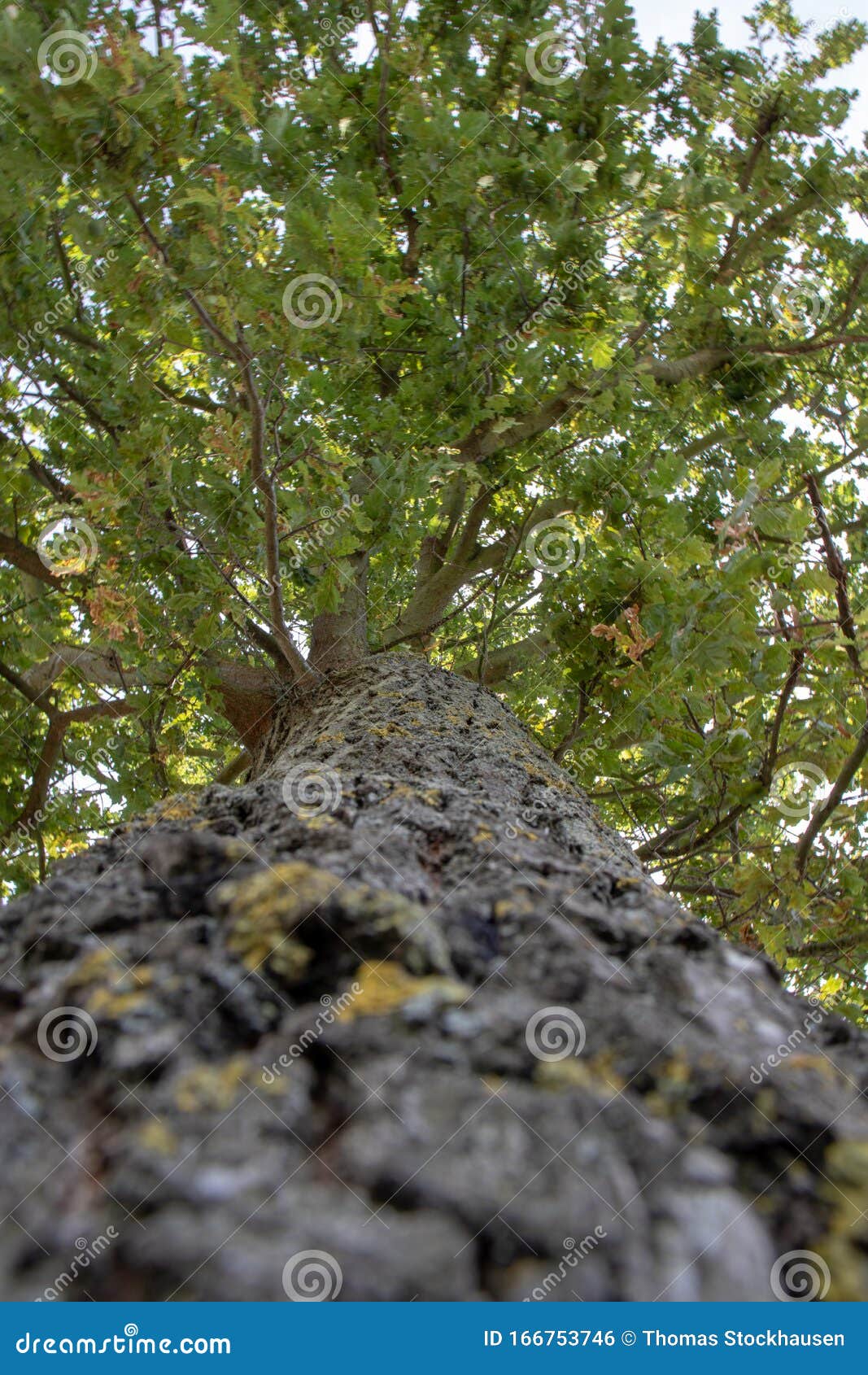 Oak Tree, Perspective View Along the Tree Trunk Stock Photo - Image of ...