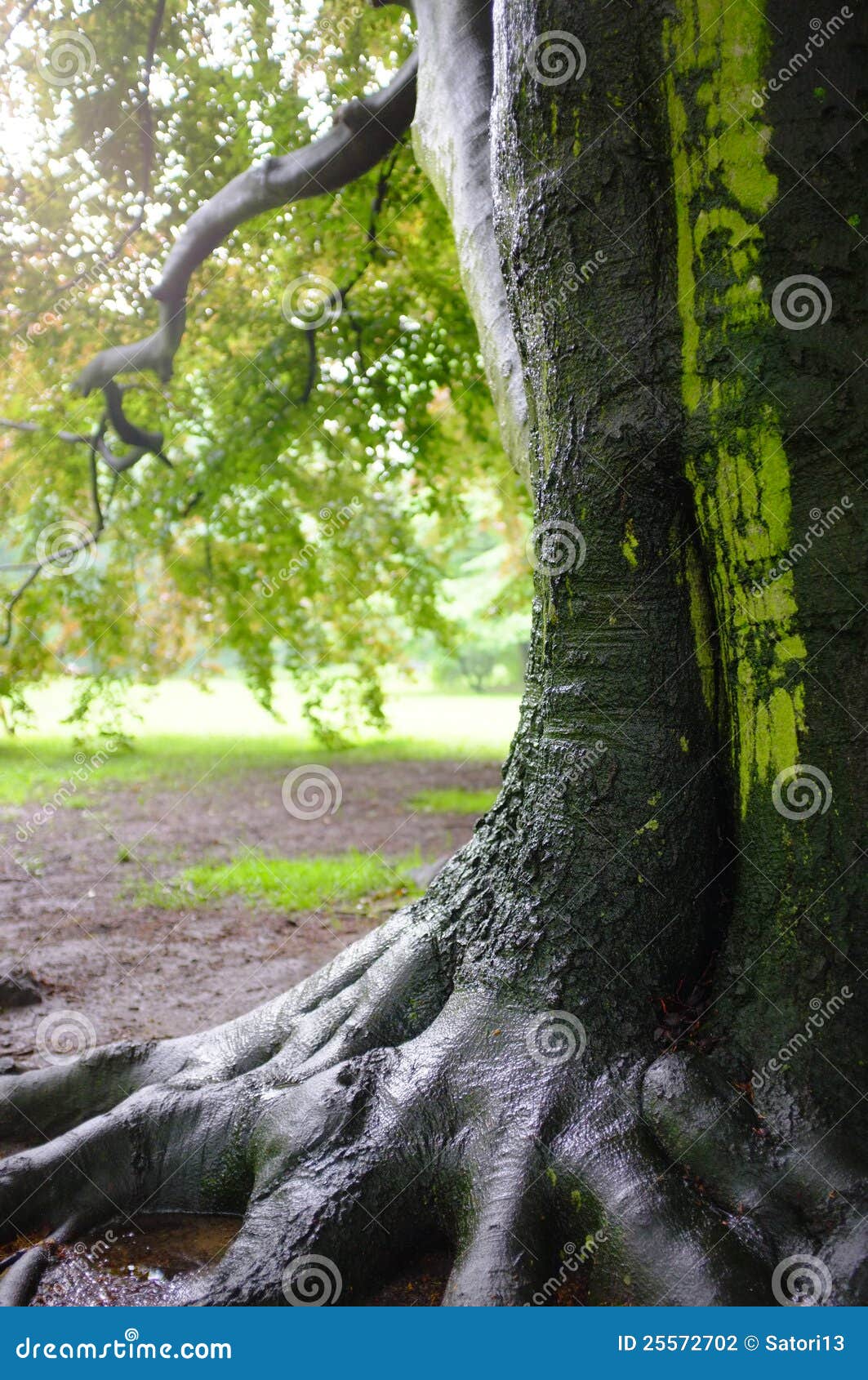 Oak tree after rain stock photo. Image of beautiful, relax - 25572702