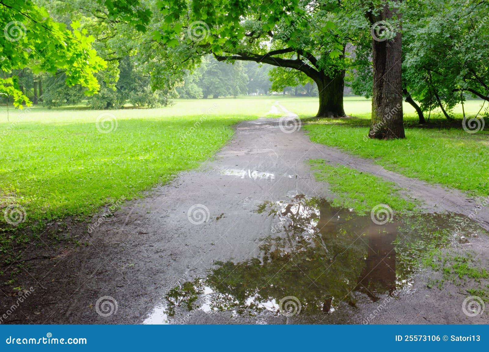 Oak tree after rain stock photo. Image of relaxation - 25573106