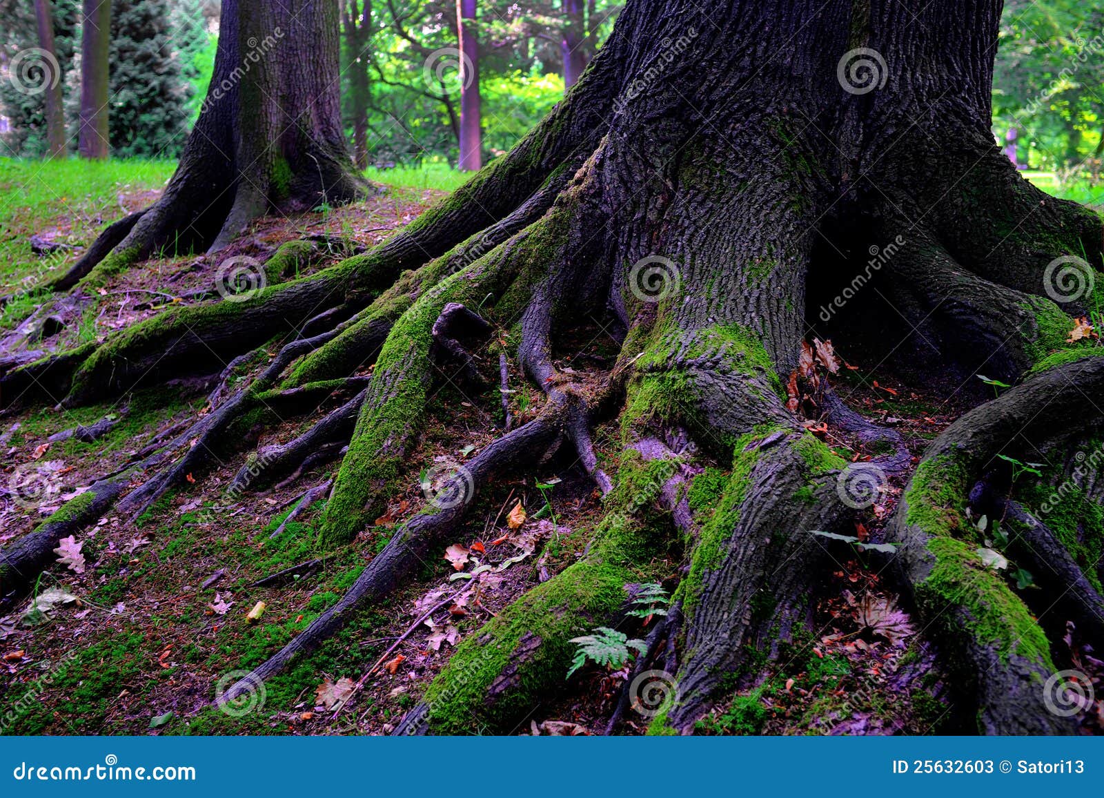 Oak tree after rain stock image. Image of relaxation - 25632603