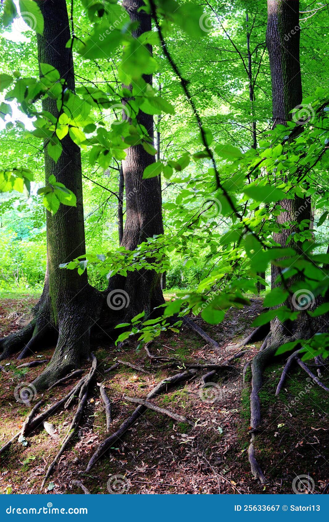 Oak tree after rain stock image. Image of fall, beauty - 25633667