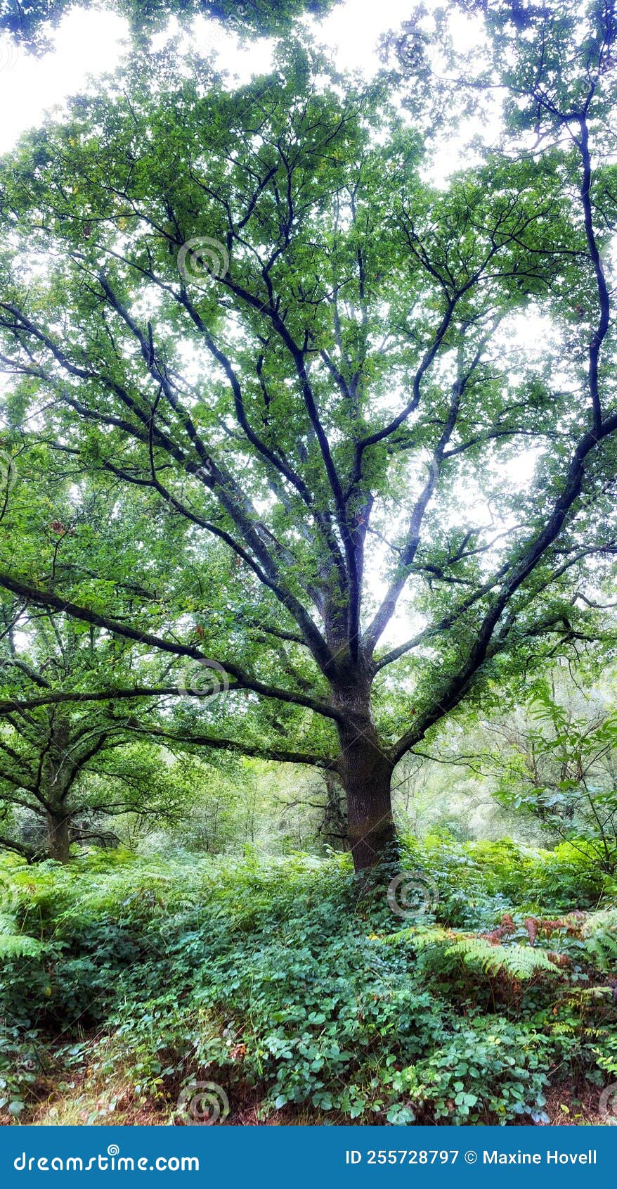 An Oak Tree in the rain stock image. Image of large - 255728797