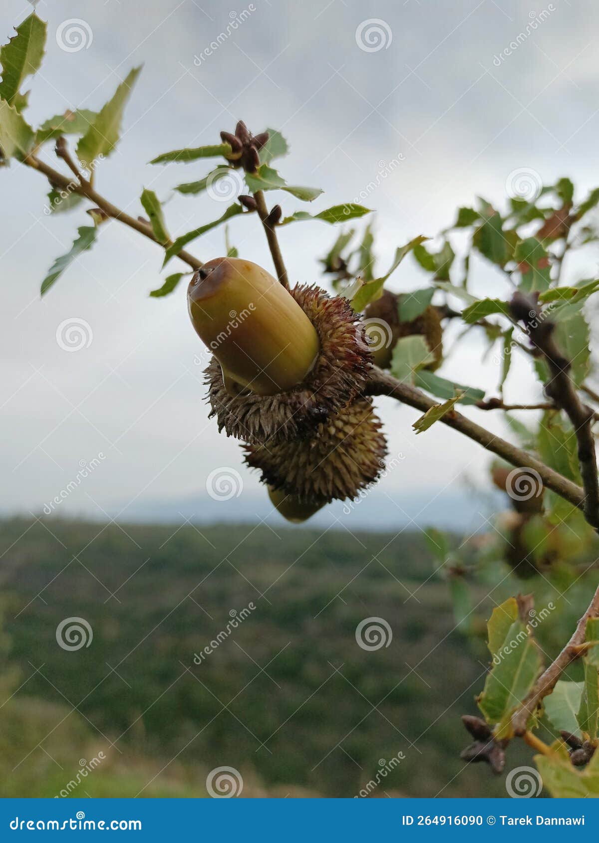 Oak tree after rain stock photo. Image of fruit, evergreen - 264916090