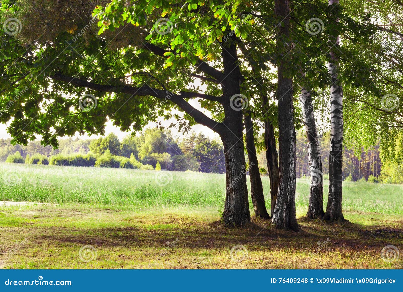 Oak Tree in Rays of the Sun Stock Photo - Image of sunlight, plant ...